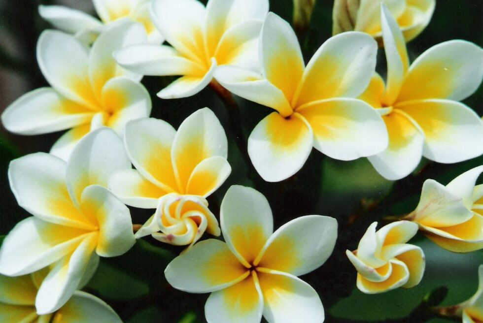 Primavera: saiba tudo sobre a estação das flores! | Revista Bem Viver ...